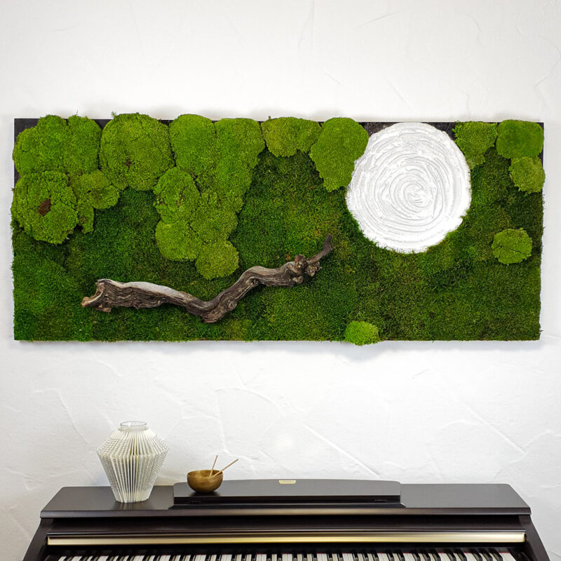 Unsere Moosbilder - moosraum