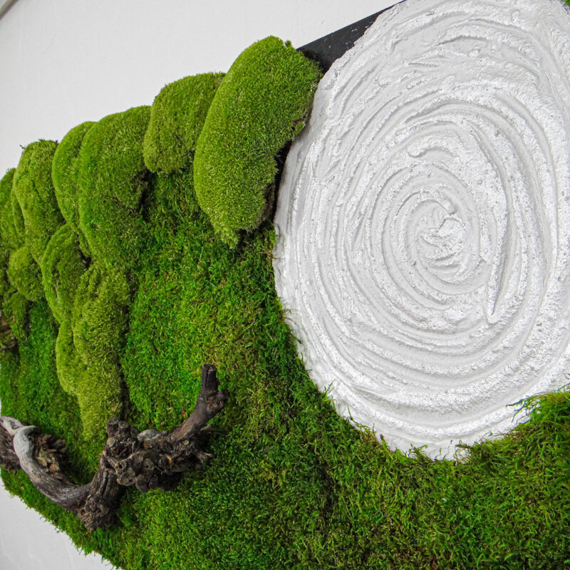 Unsere Moosbilder - moosraum