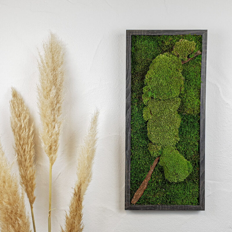 Unsere Moosbilder - moosraum