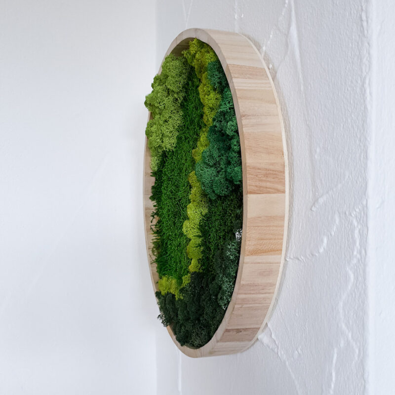 Unsere Moosbilder - moosraum