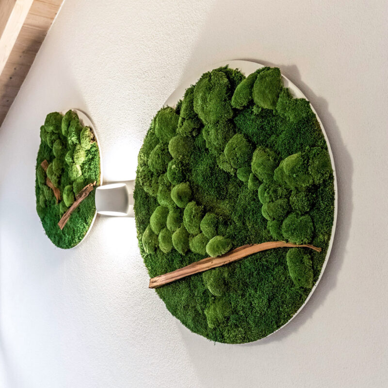 Unsere Moosbilder - moosraum