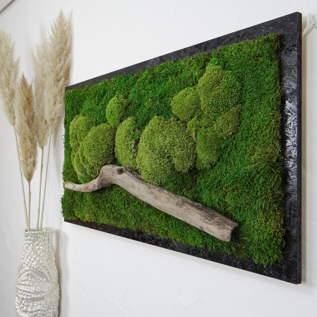 Unsere Moosbilder - moosraum