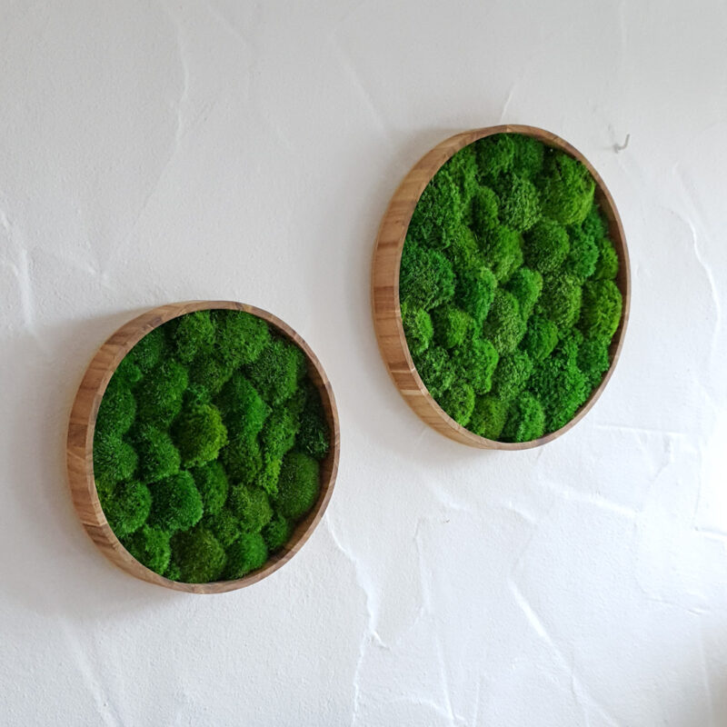 Unsere Moosbilder - moosraum