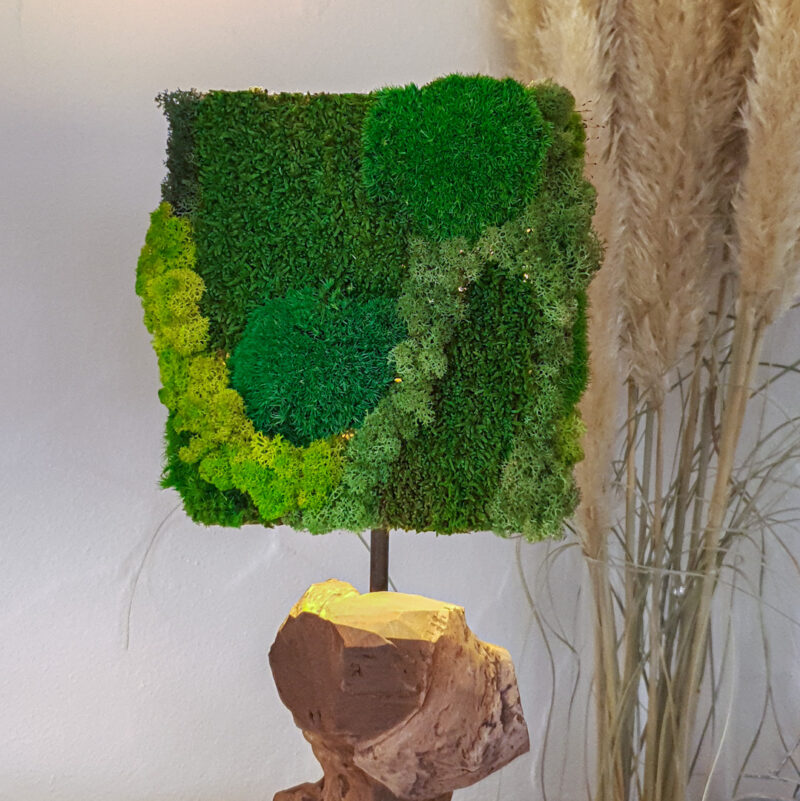 Unsere Moosbilder - moosraum