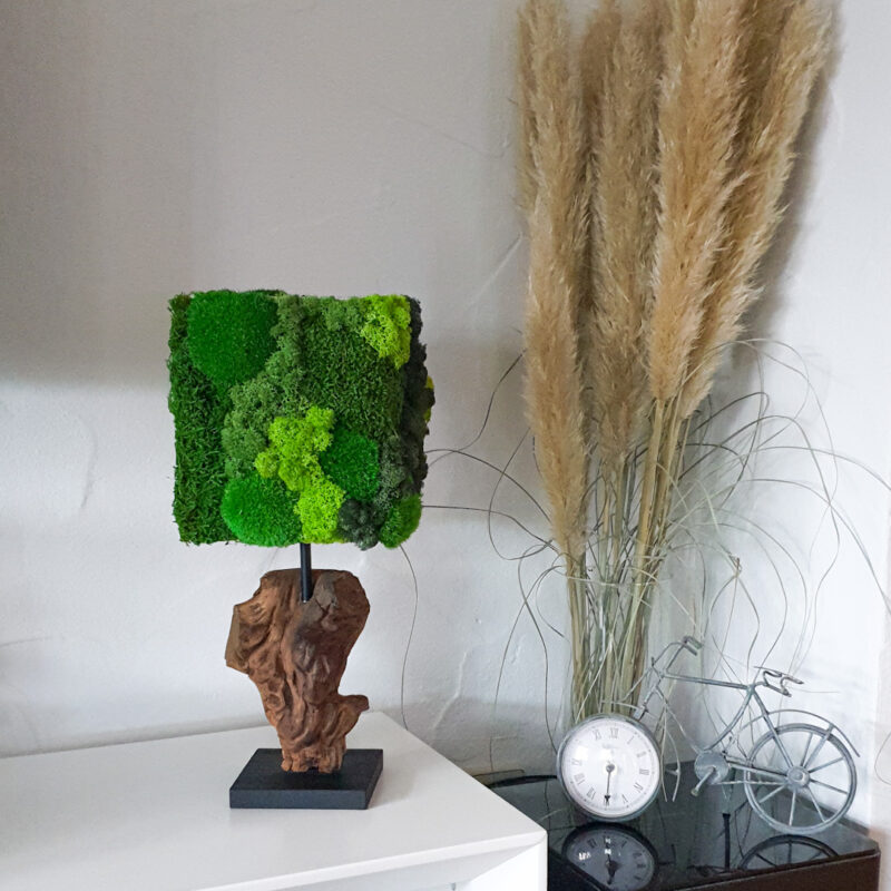 Unsere Moosbilder - moosraum